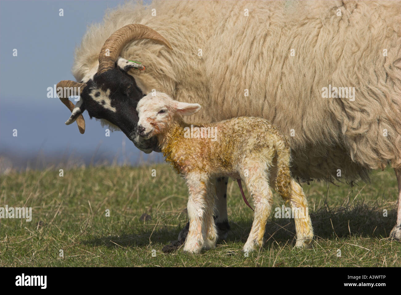 Domestic sheep Blackface with newborn lambs Inverness shire Highland ...