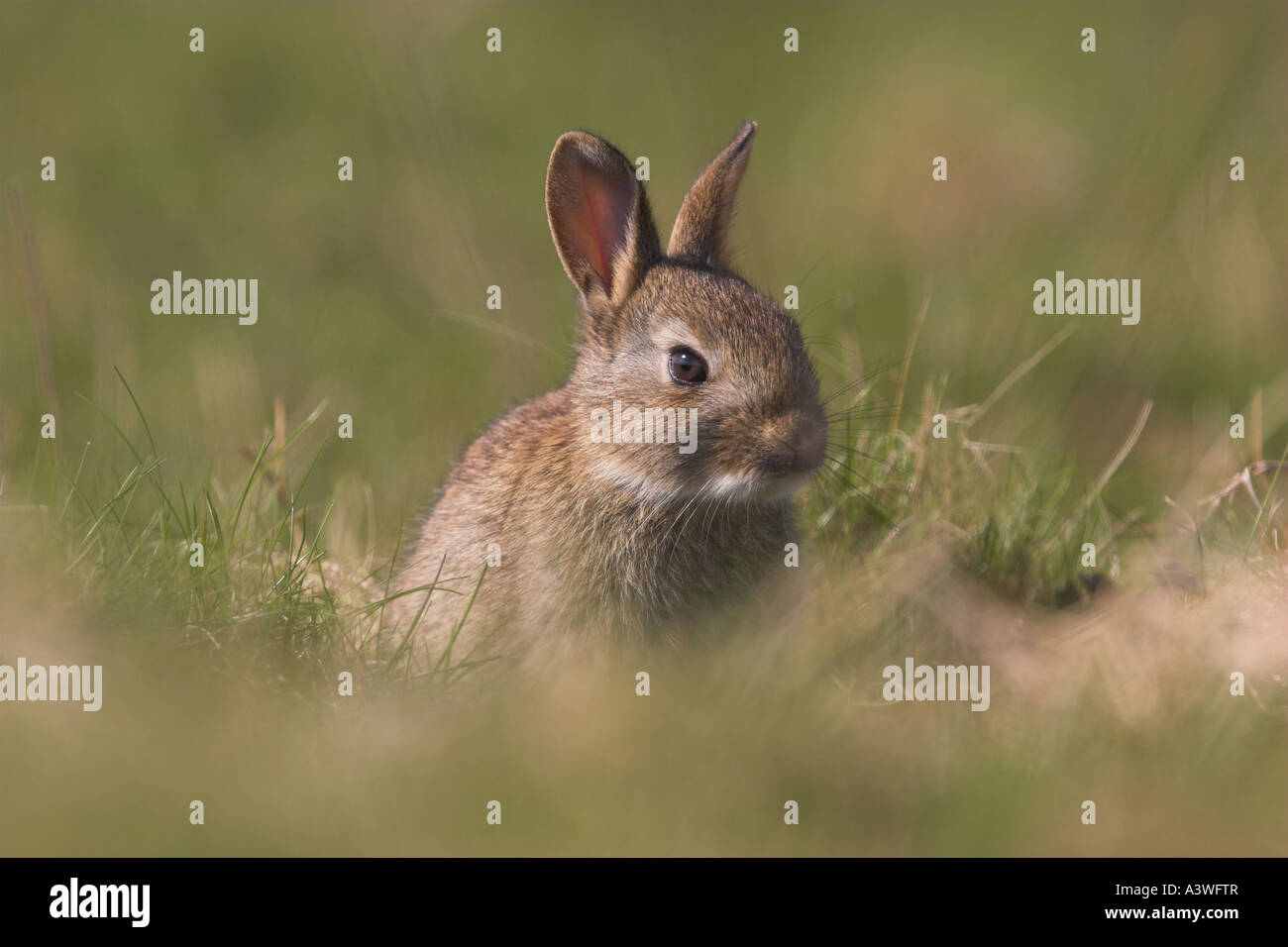Rabbit Oryctolagus cuniculus juvenile Inverness shire Highland United ...