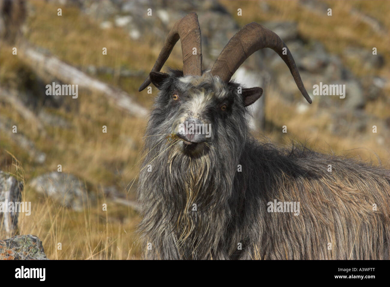 Feral goat Capra hircus male Inverness shire Highland Scotland United ...