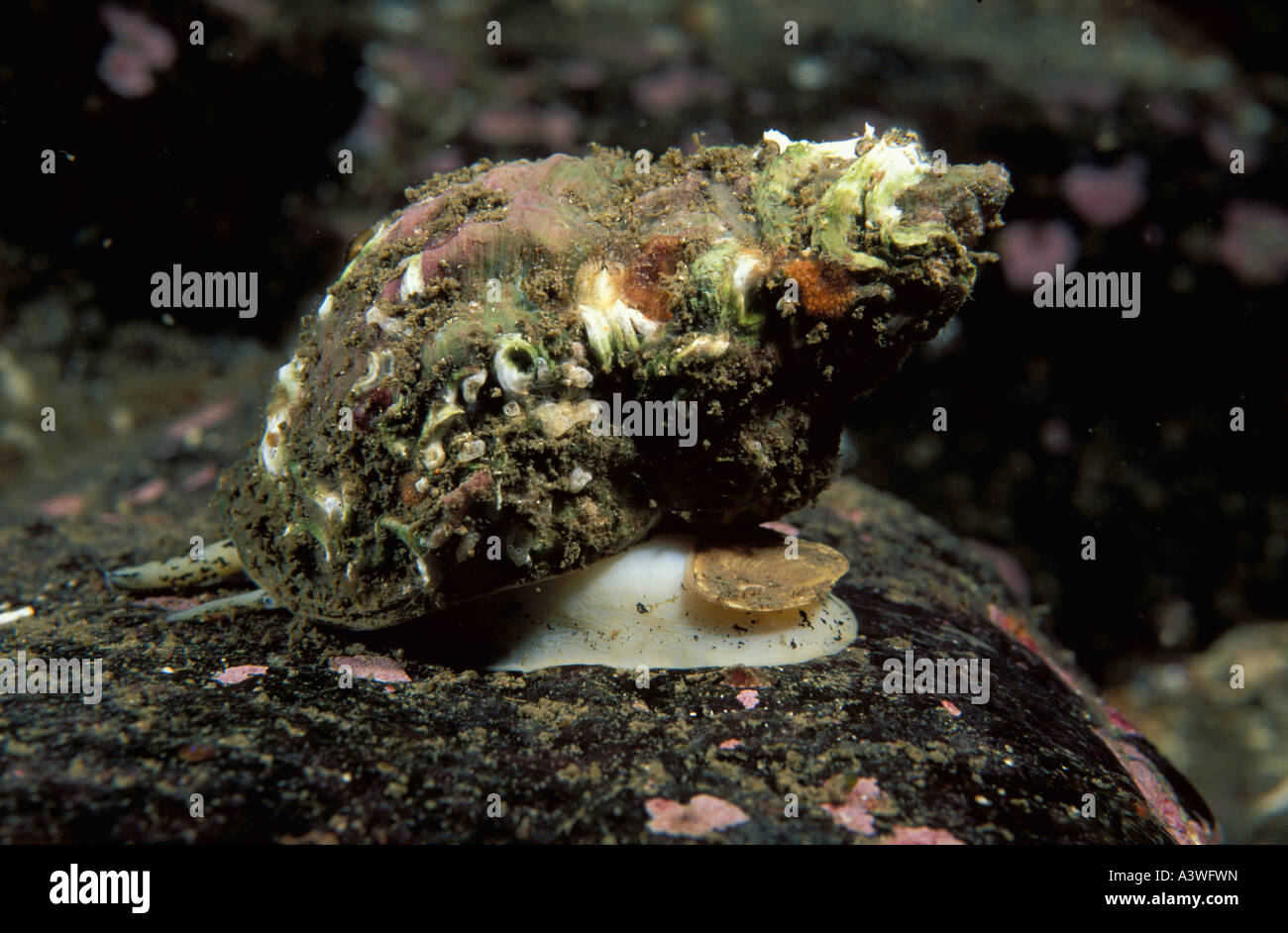 Common whelk in shell hi-res stock photography and images - Alamy