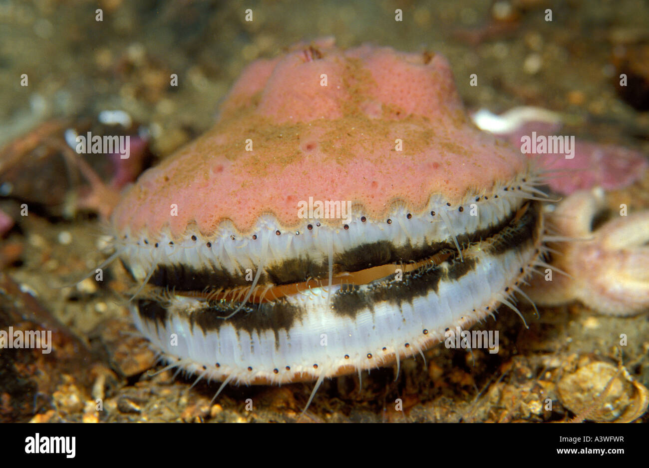 Queen scallop hi-res stock photography and images - Alamy