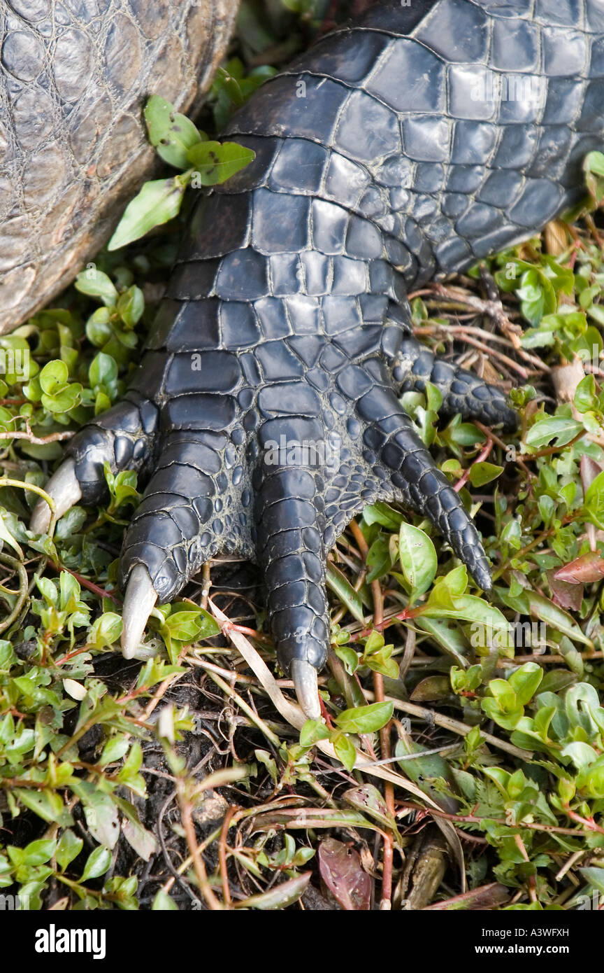 Alligator Alligator mississippiensis Everglades national park USA Stock ...