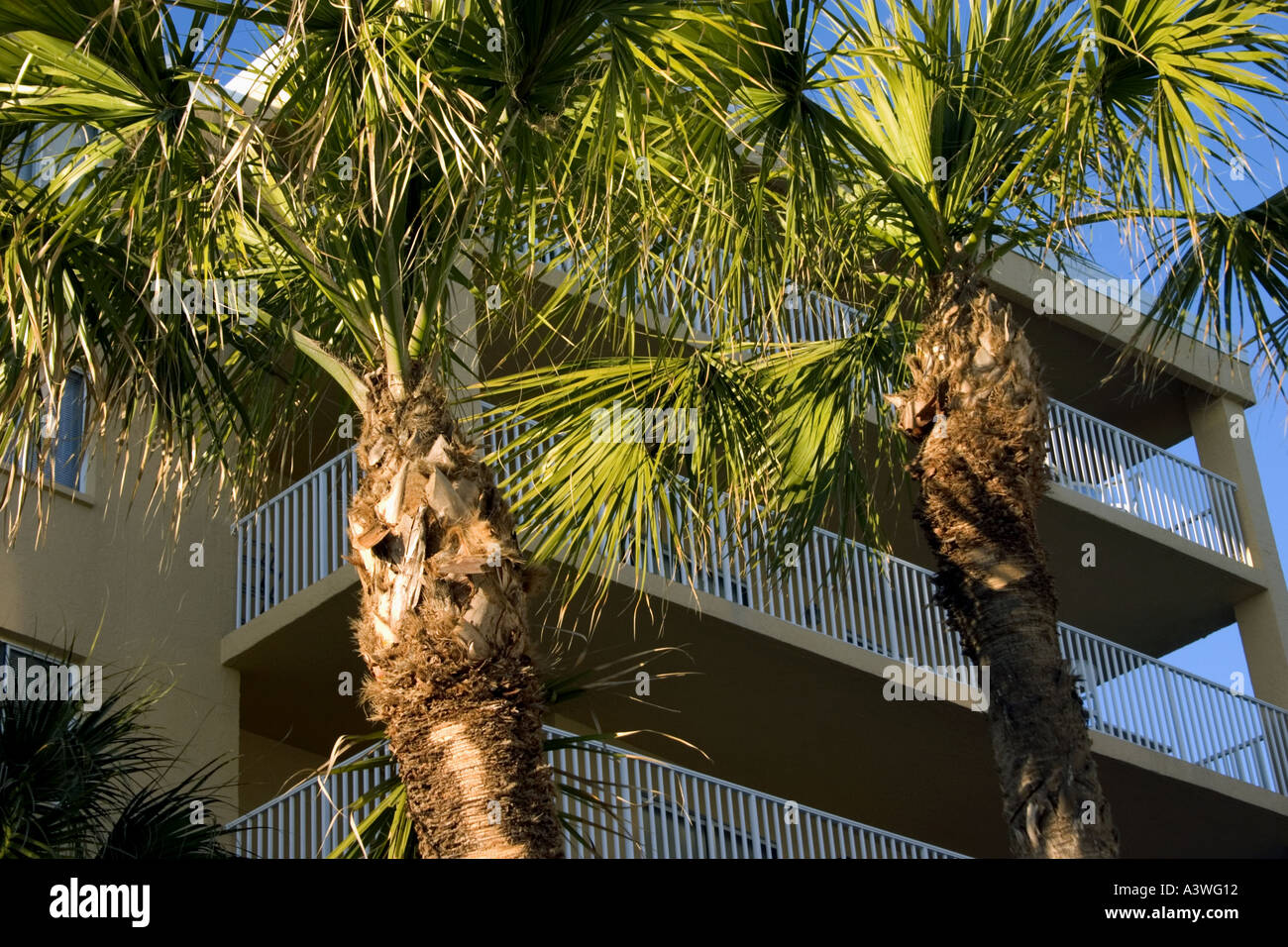 Palm trees and condominiums which overlook Gulf of Mexico. Indian ...