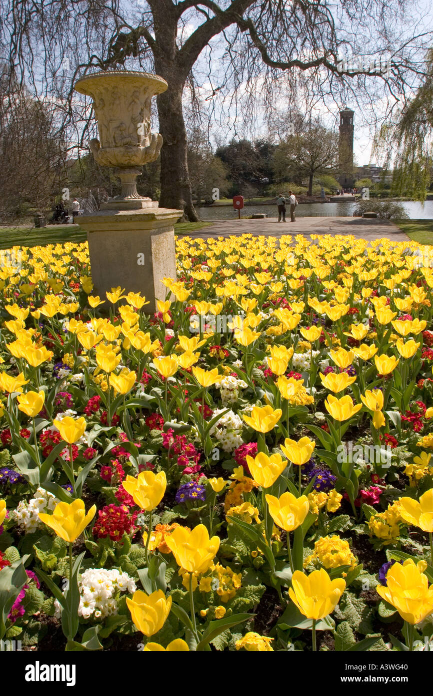 Tulip Yellow Purissima and Primula Crescendo mix Stock Photo - Alamy