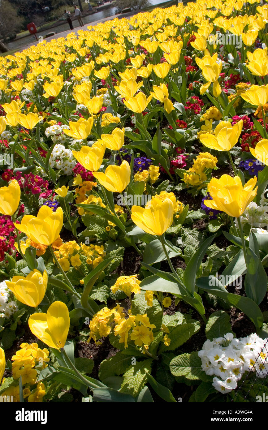 Tulip Yellow Purissima and Primula Crescendo mix Stock Photo - Alamy