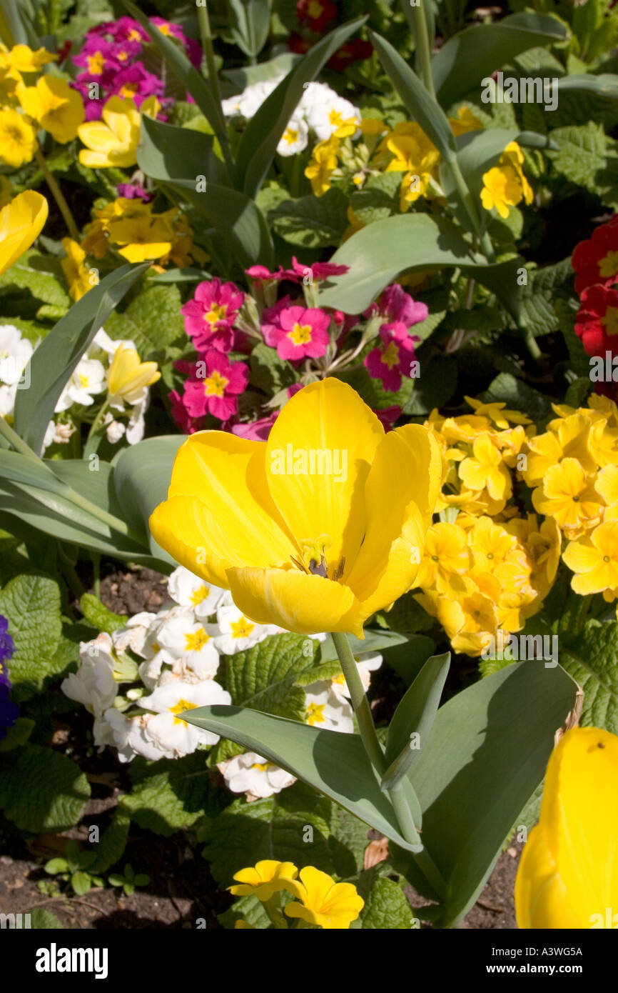 Tulip Yellow Purissima and Primula Crescendo mix Stock Photo - Alamy