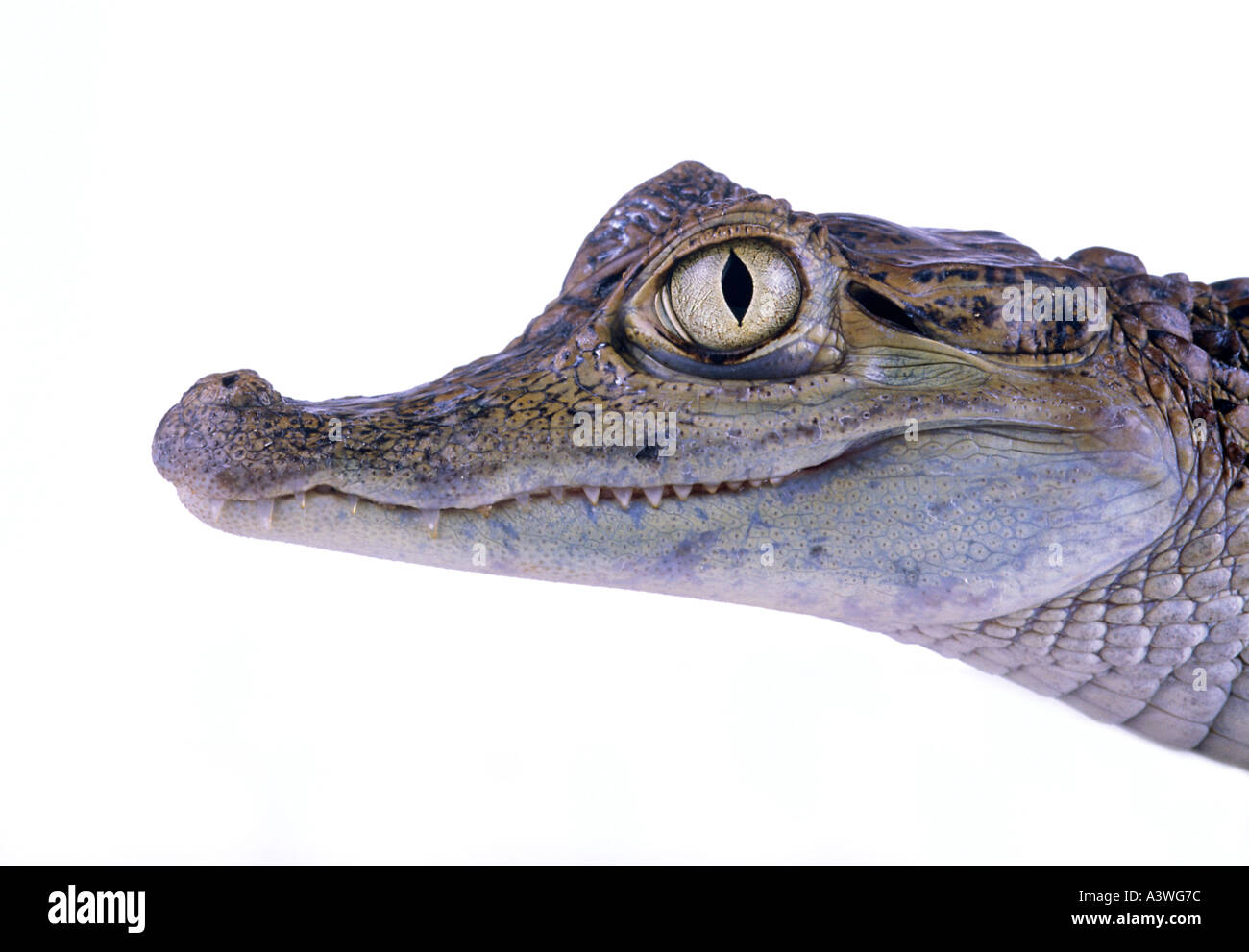 Head of Caiman Crocodile Caiman crocodilus or spectacled Caiman Stock ...