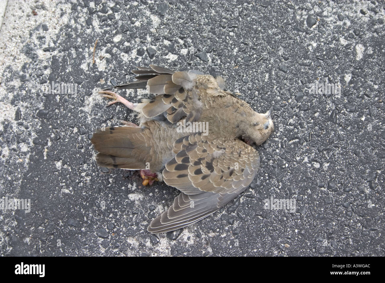 Dead dove hi-res stock photography and images - Alamy