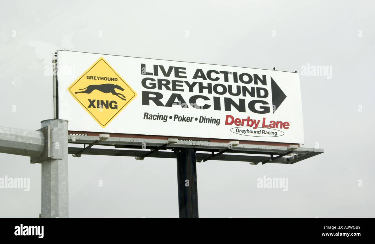 Greyhound dog racing tampa florida hi-res stock photography and images ...