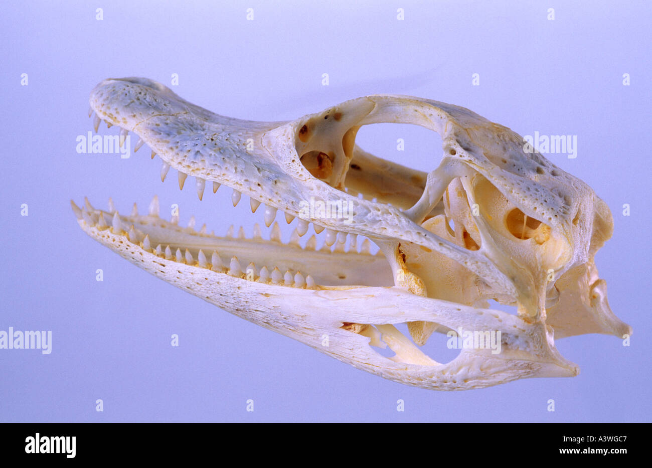Skull of Spectacled Caiman caiman crocodilus Stock Photo - Alamy