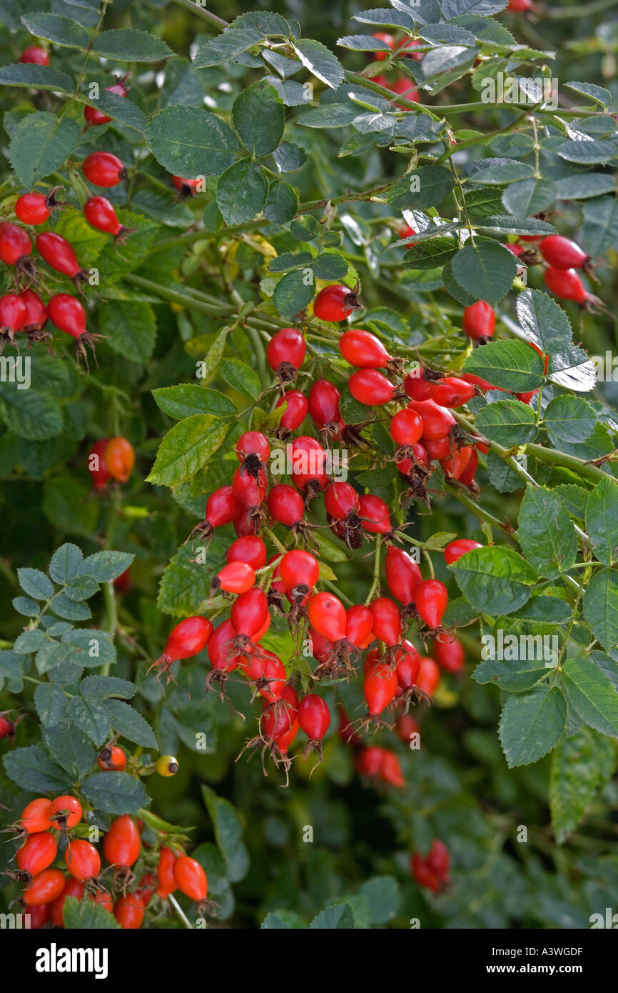 Dog Rose: (Rosa canina) hips Stock Photo - Alamy