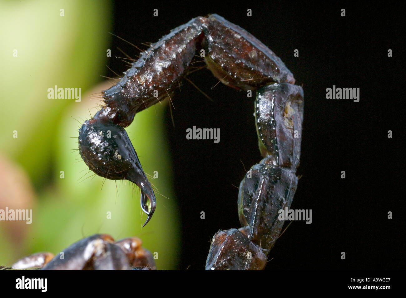 Pandinus hi-res stock photography and images - Alamy