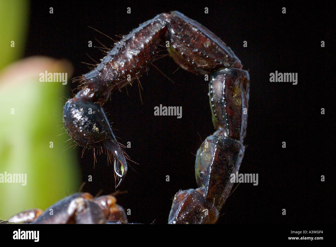 Scorpion: Pandinus imperator Stock Photo - Alamy