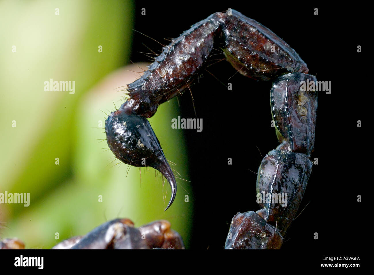 Pandinus hi-res stock photography and images - Alamy