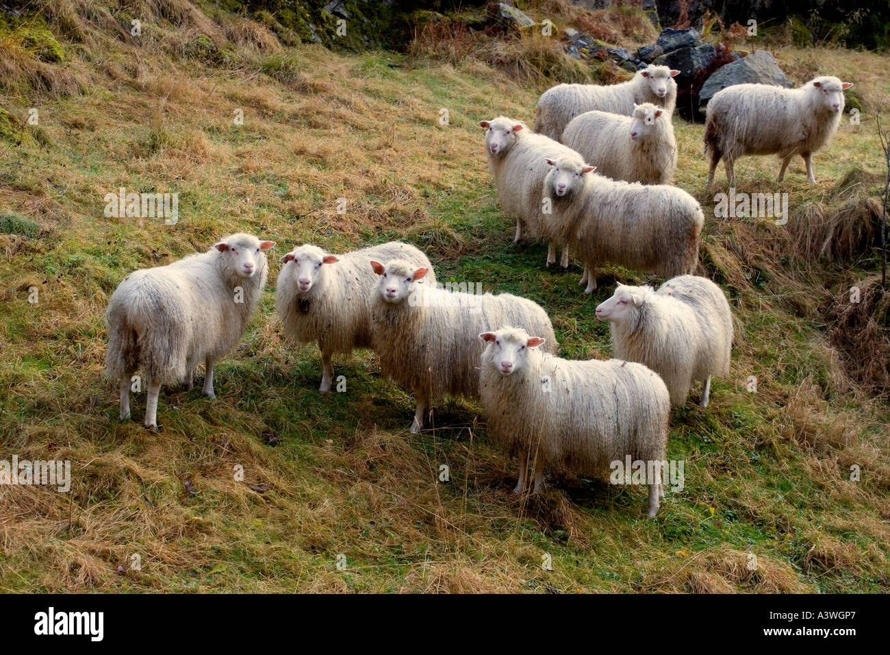 pack of sheep Stock Photo - Alamy