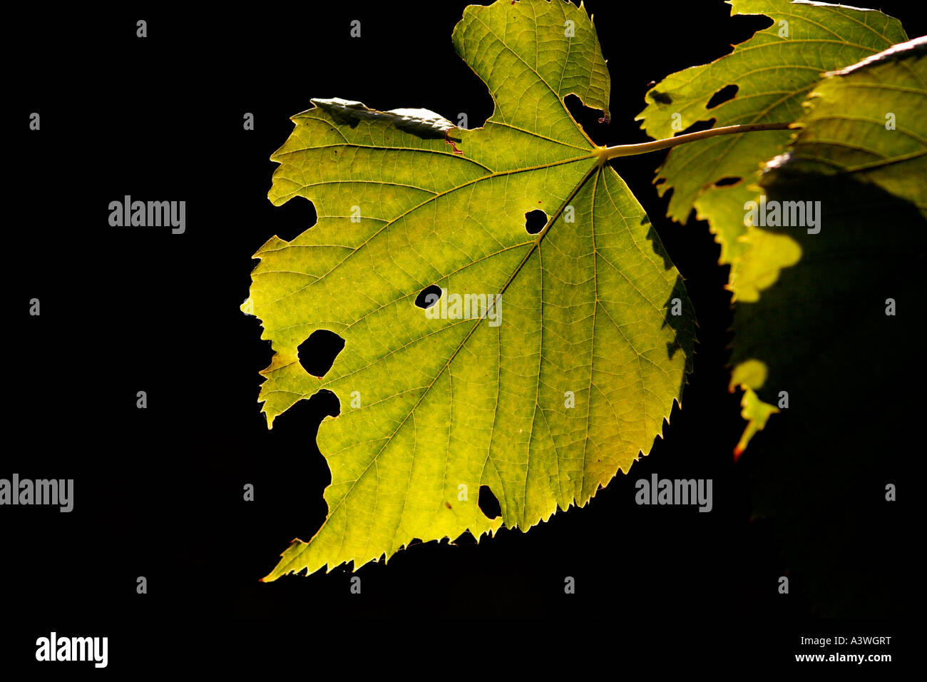 Leaf of screw Stock Photo - Alamy
