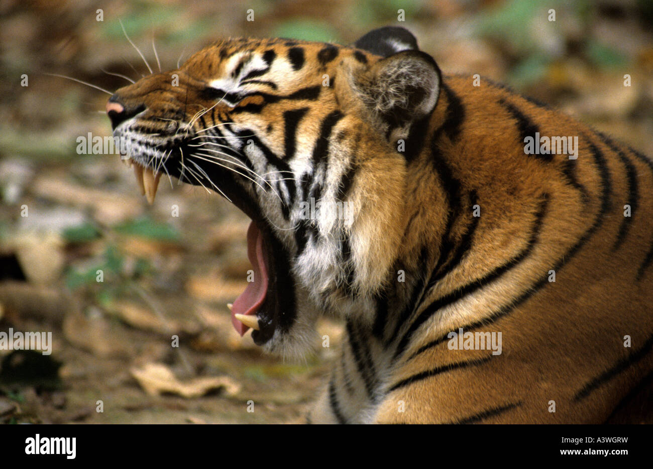 Tiger, Luang Prabang, Laos Stock Photo - Alamy