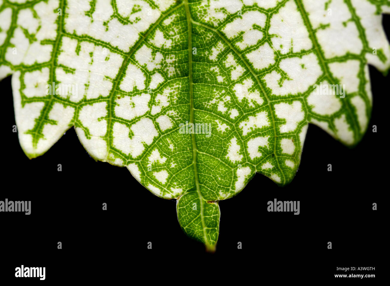 Leaf of screw Stock Photo - Alamy
