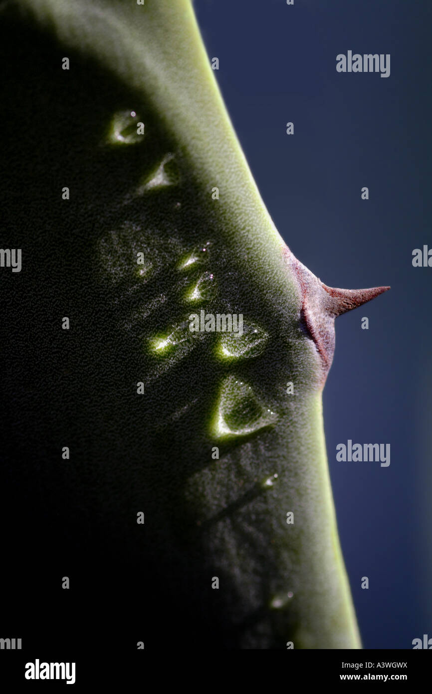 Spine of agave Stock Photo - Alamy