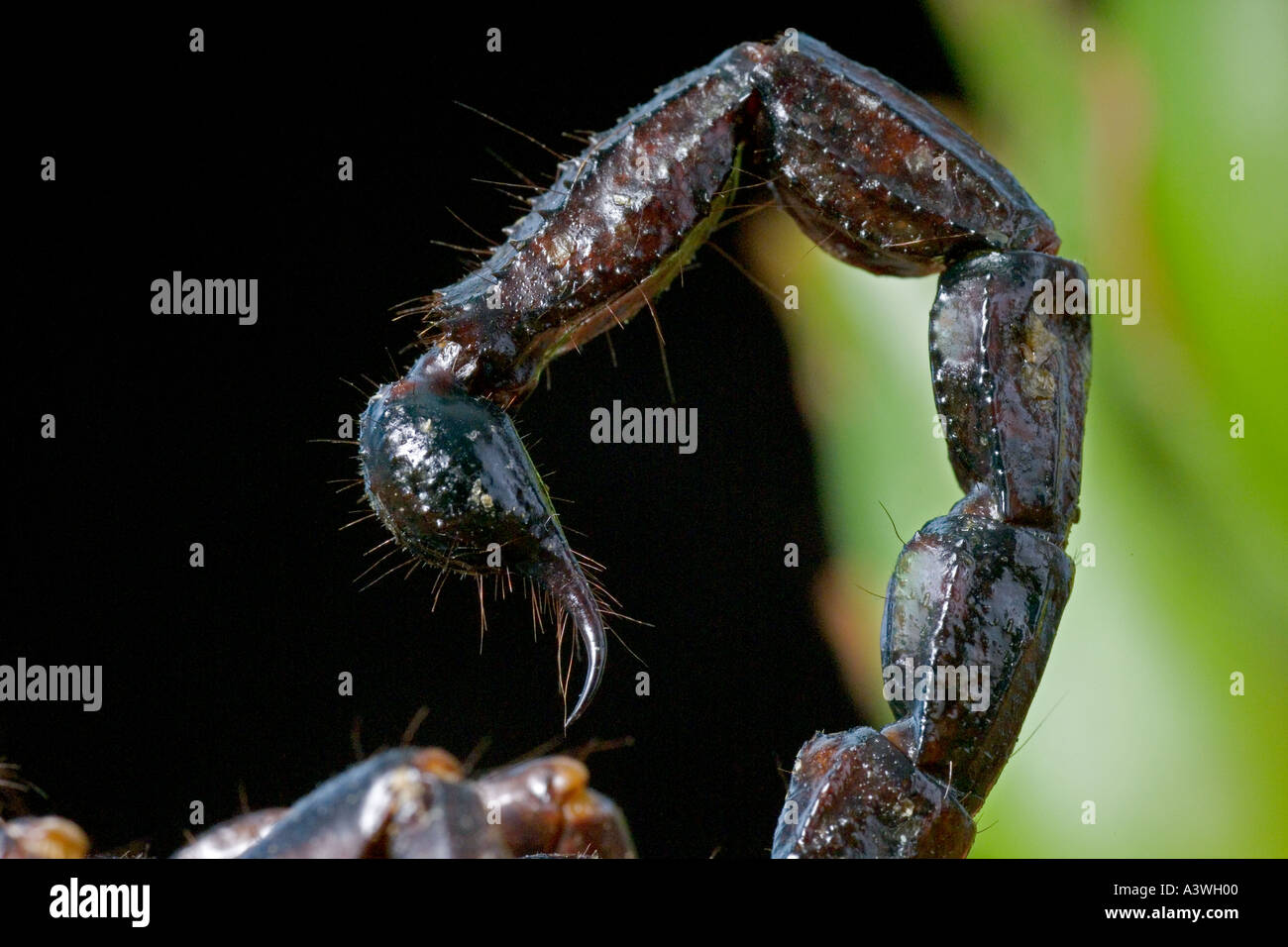 Scorpion: Pandinus imperator Stock Photo - Alamy