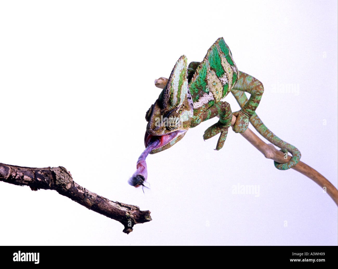 Yemeni or Veiled Chameleon chameleon calyptratus catching fly with ...