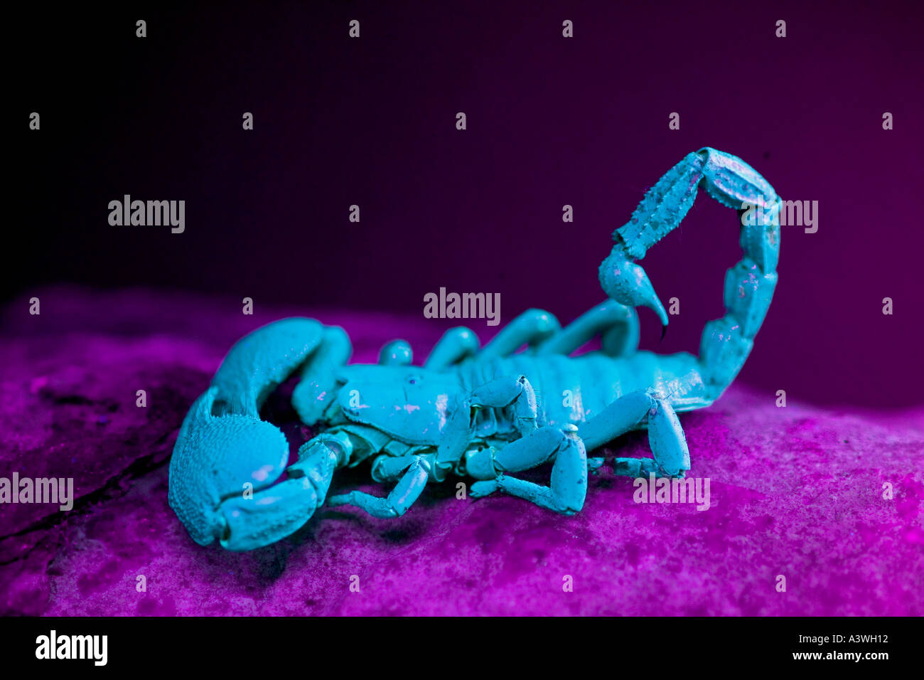 Scorpion: Pandinus imperator, fluorescing in ultraviolet light Stock ...