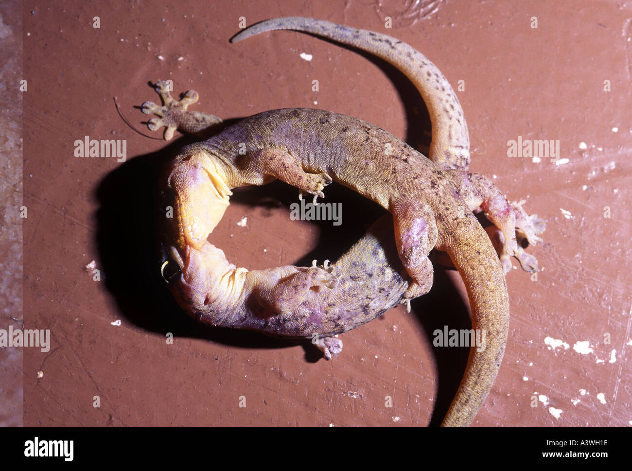 Australian Geckos fighting Stock Photo - Alamy