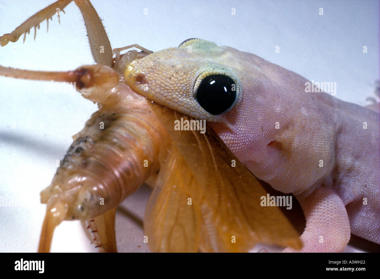 Australian Gecko devouring cricket Stock Photo - Alamy