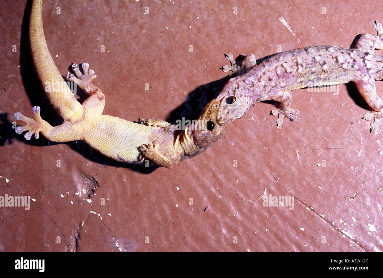 Australian geckos hi-res stock photography and images - Alamy
