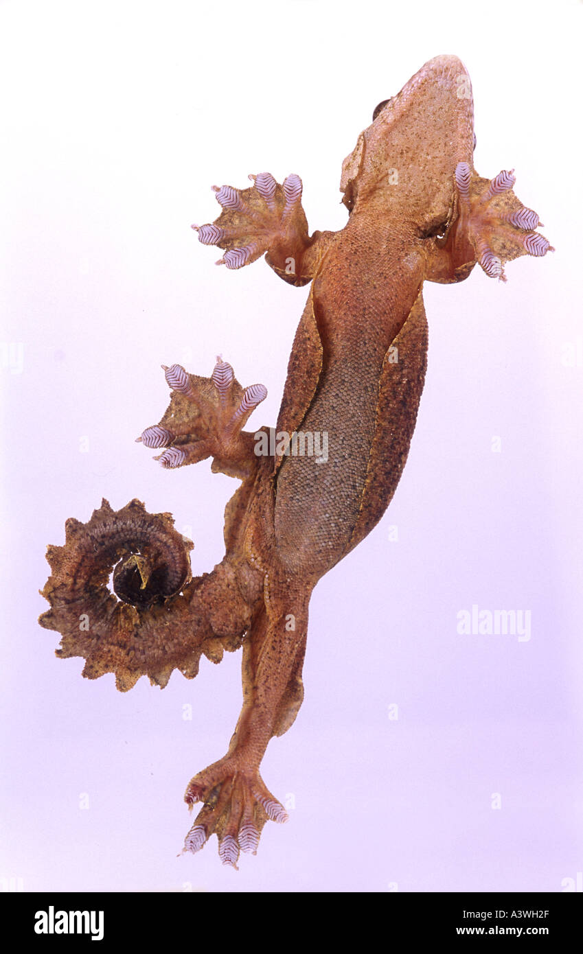 Asian gliding gecko ptychozoon kuhli from underneath showing feet Stock ...