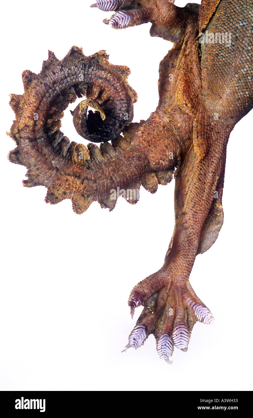 Asian gliding gecko ptychozoon kuhli from underneath showing feet Stock ...