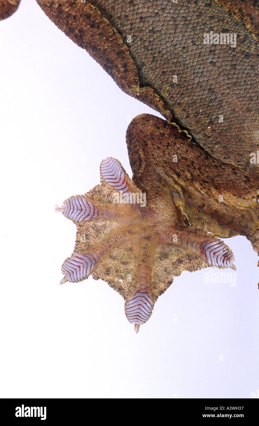 Asian gliding gecko ptychozoon kuhli foot from above webbed exotic pet ...