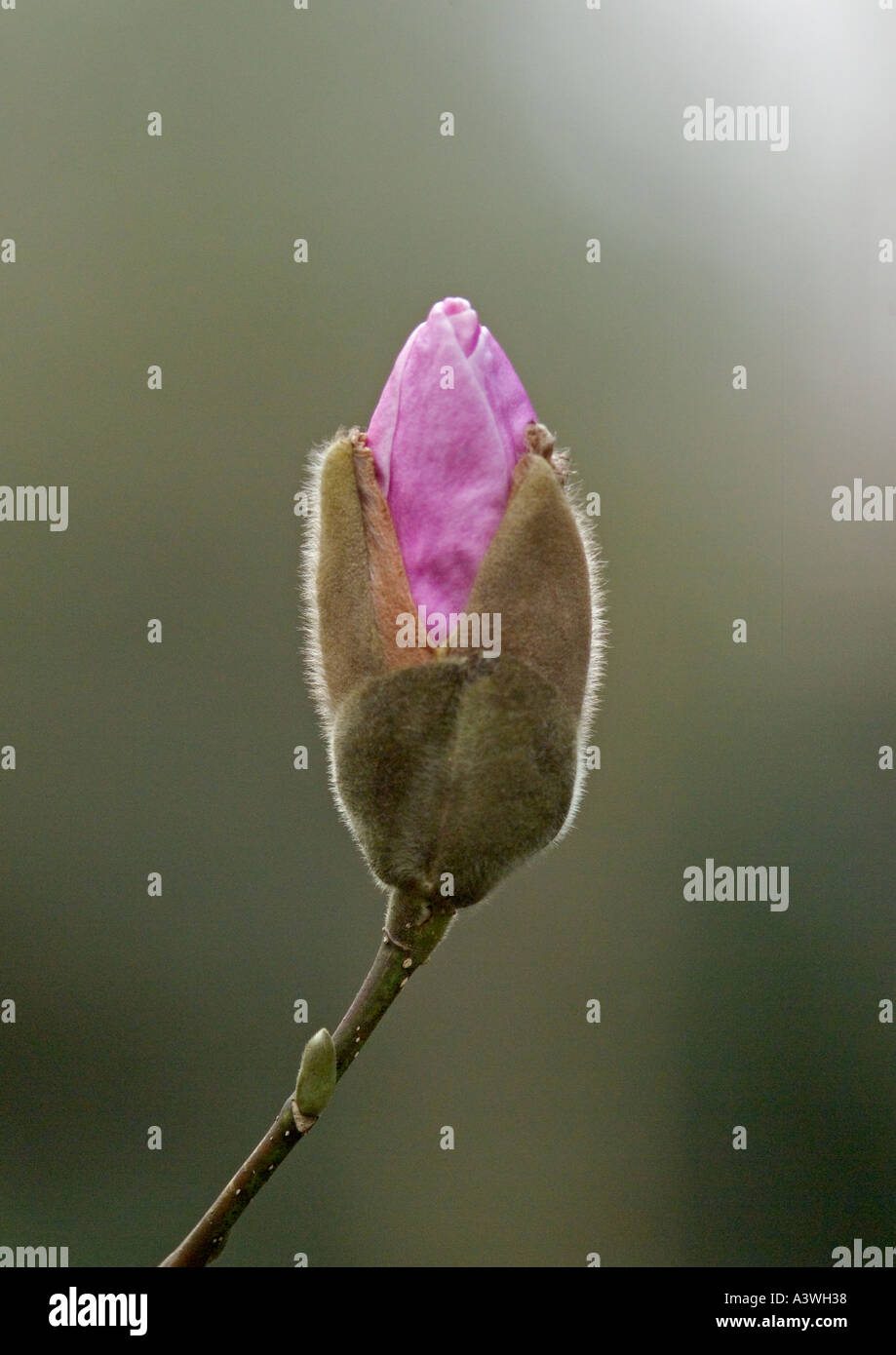 Magnolia atlas hi-res stock photography and images - Alamy