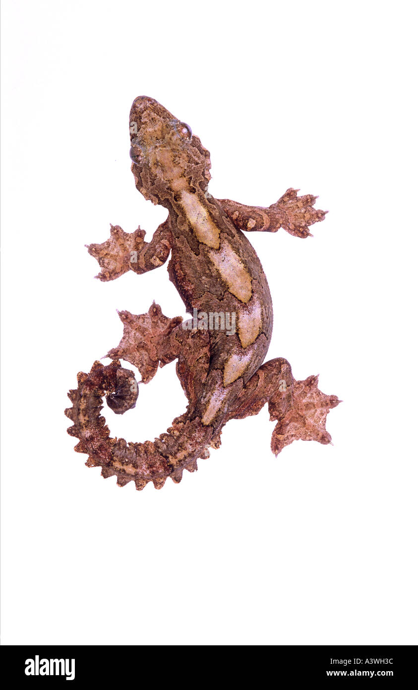 Underside of gecko hi-res stock photography and images - Alamy