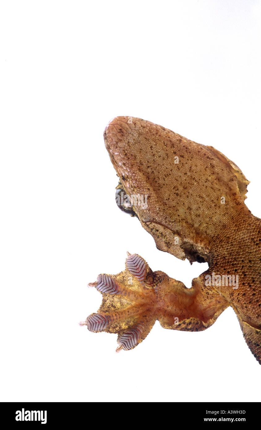 Underside of gecko hi-res stock photography and images - Alamy