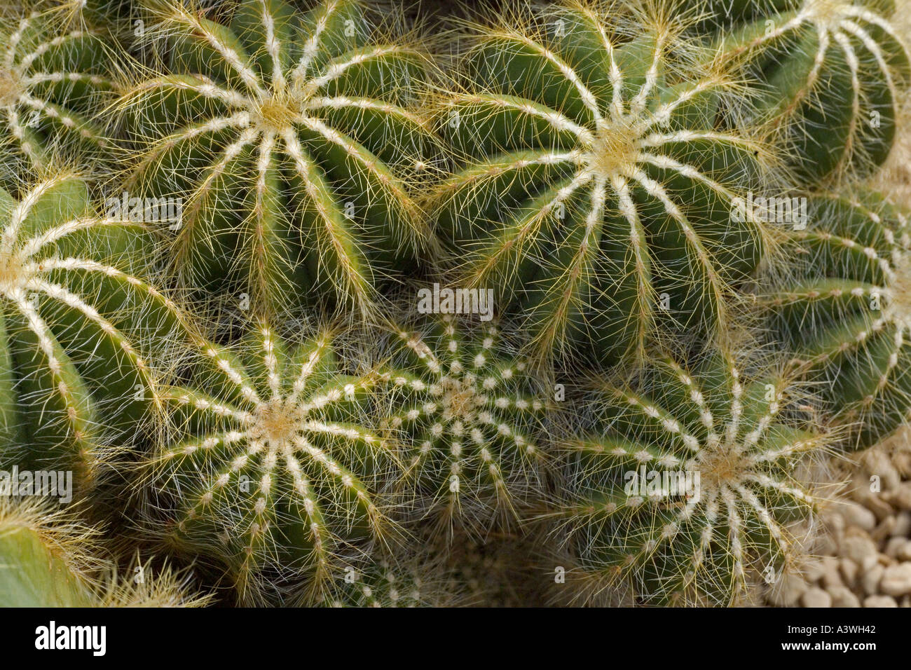 Notocactus magnificus hi-res stock photography and images - Alamy