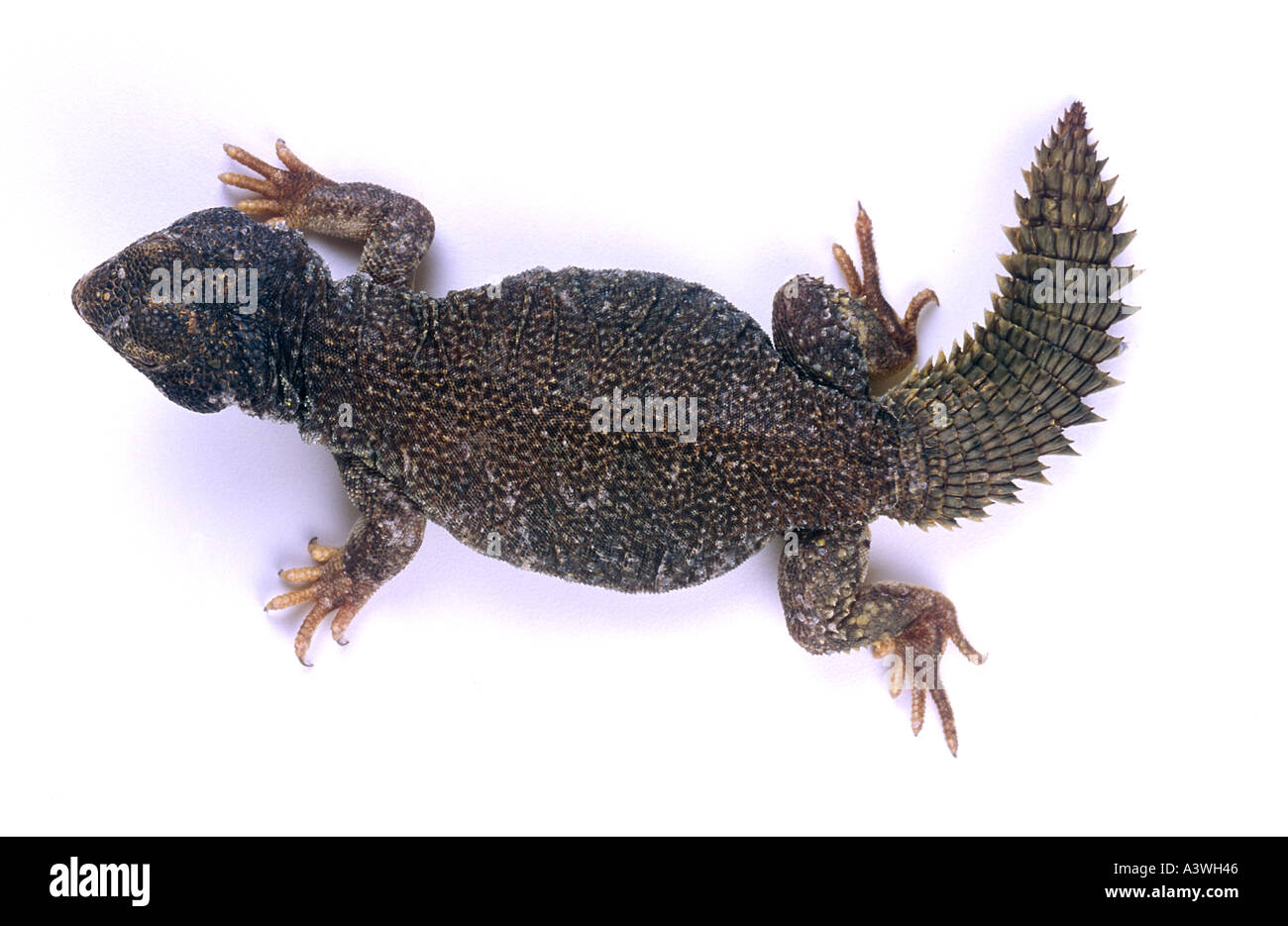 Spiny tailed agamid Uromastix dark morph Stock Photo - Alamy