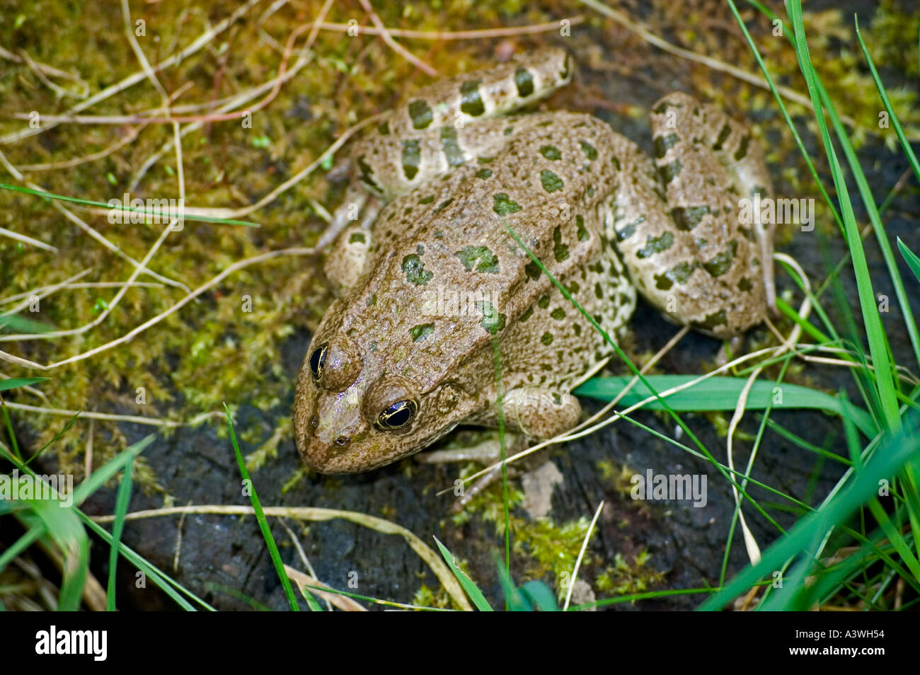 Marsh Frog: Rana ridibunda Stock Photo - Alamy