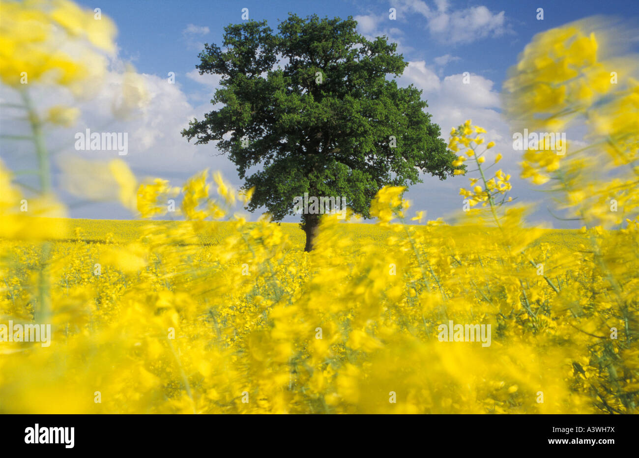 An oak tree standing in a field of oil seed rape in the Essex ...