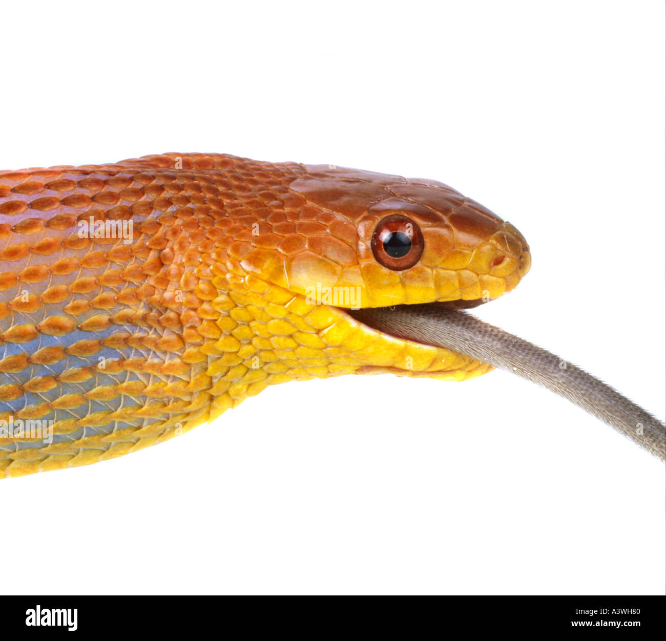 Yellow rat snake Elaphe obsoletta quadrivittata eating a rat Stock ...