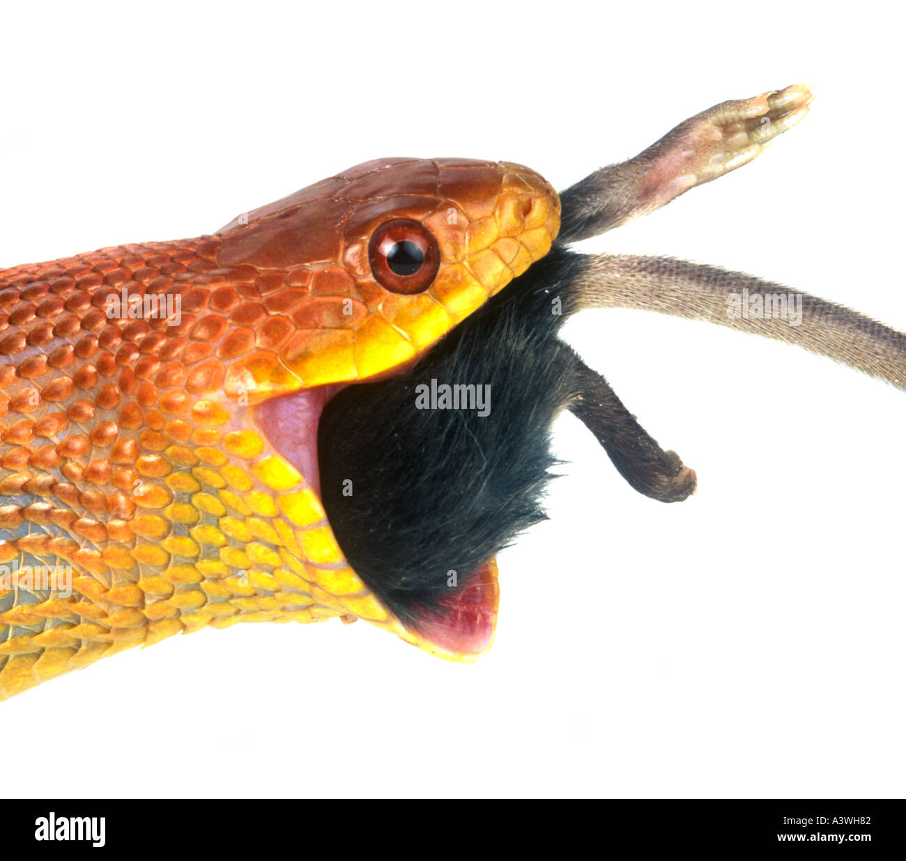 Yellow rat snake Elaphe obsoletta quadrivittata eating a rat Stock ...