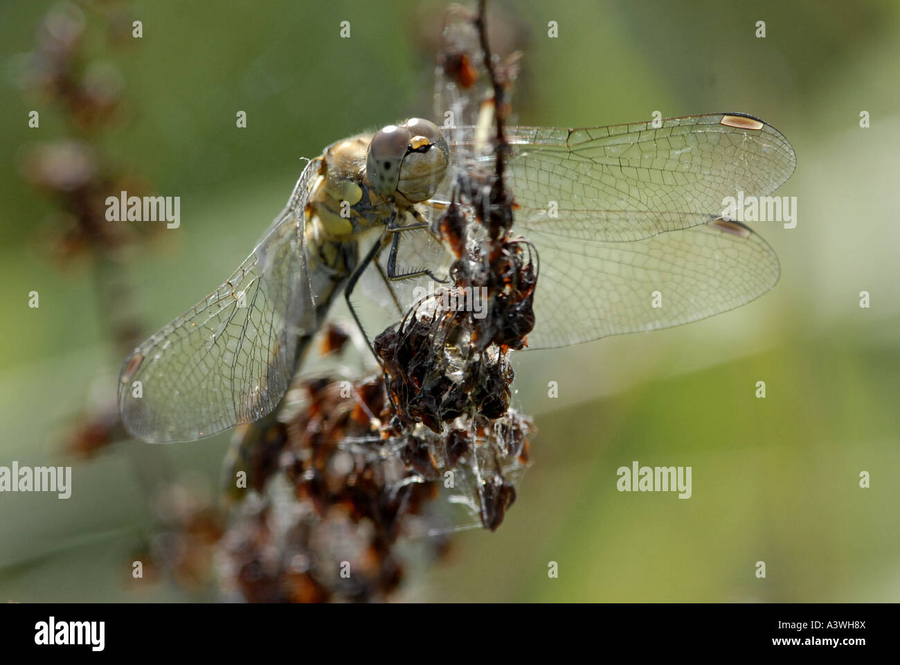 Dragonfly - a female Common Darter Stock Photo - Alamy