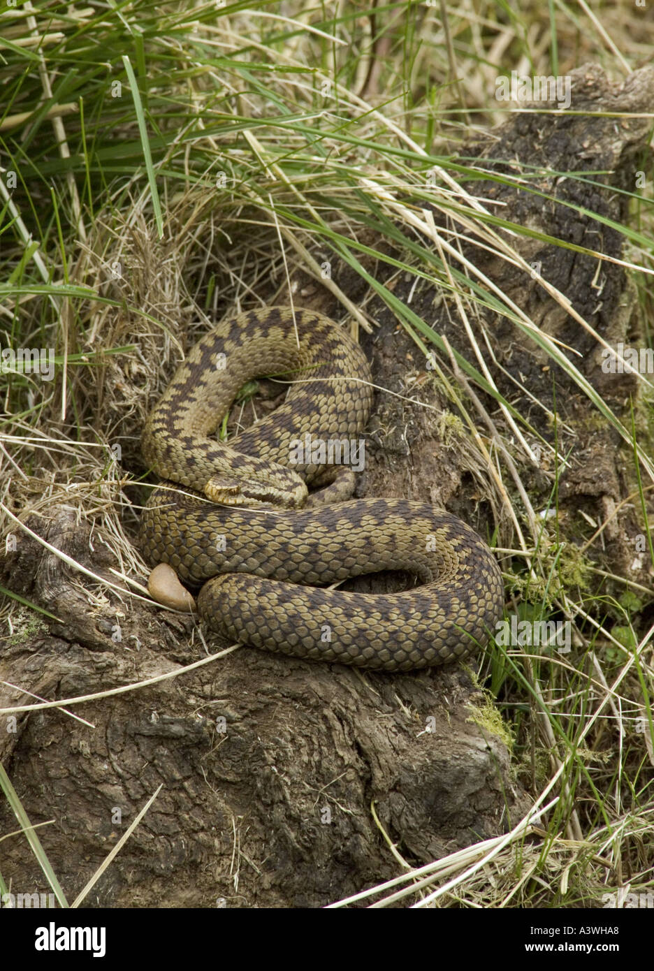 British poisonous snake hi-res stock photography and images - Alamy