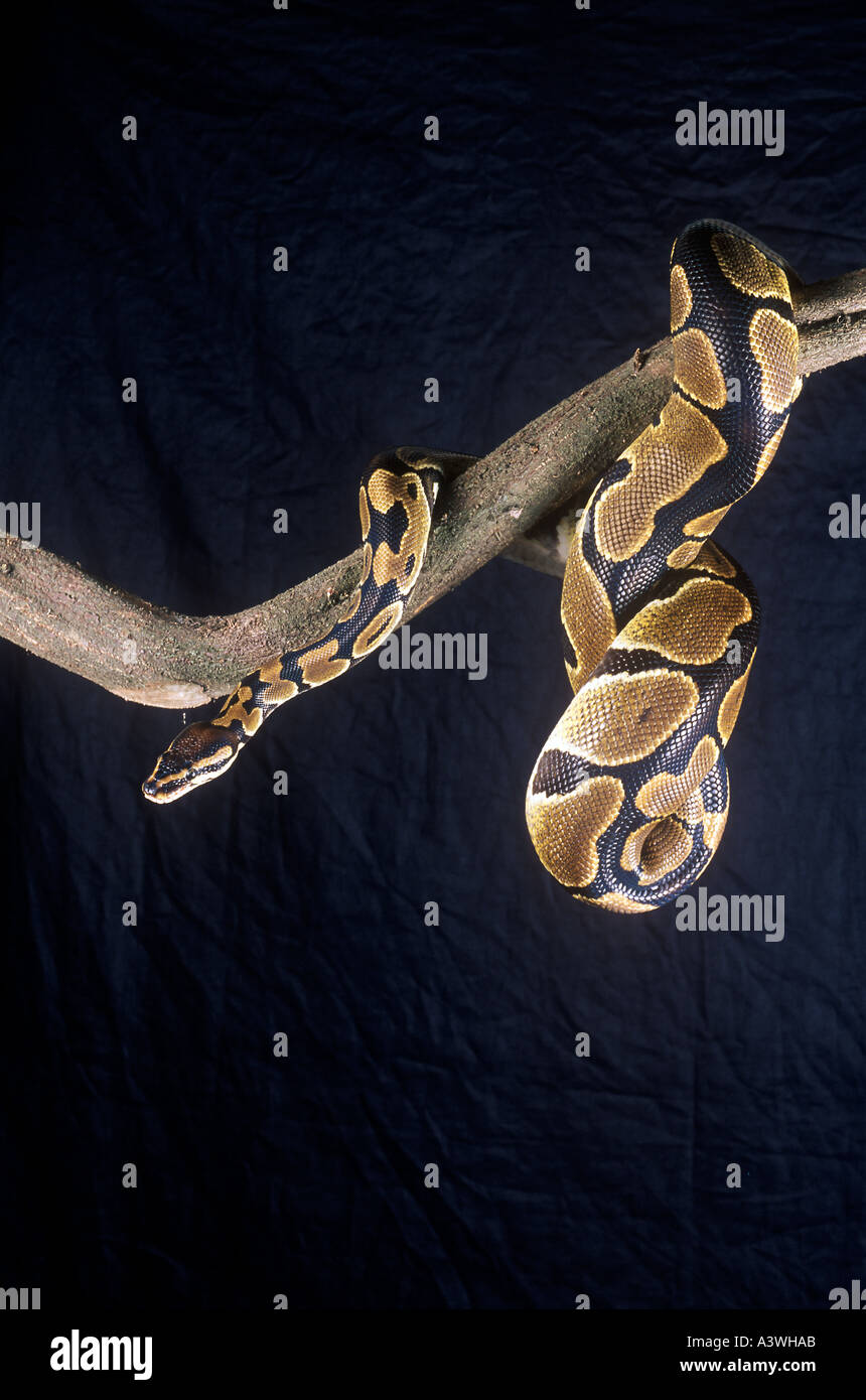 Royal python tree hi-res stock photography and images - Alamy