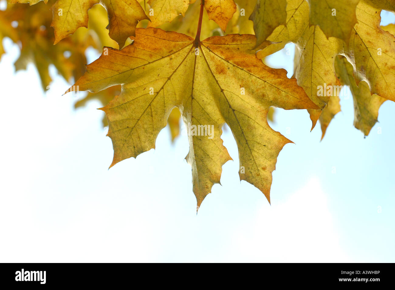 September uk leaves weather hi-res stock photography and images - Alamy