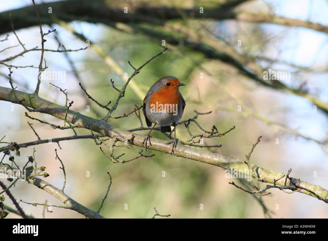 A Robin perched on a tree branch Stock Photo - Alamy