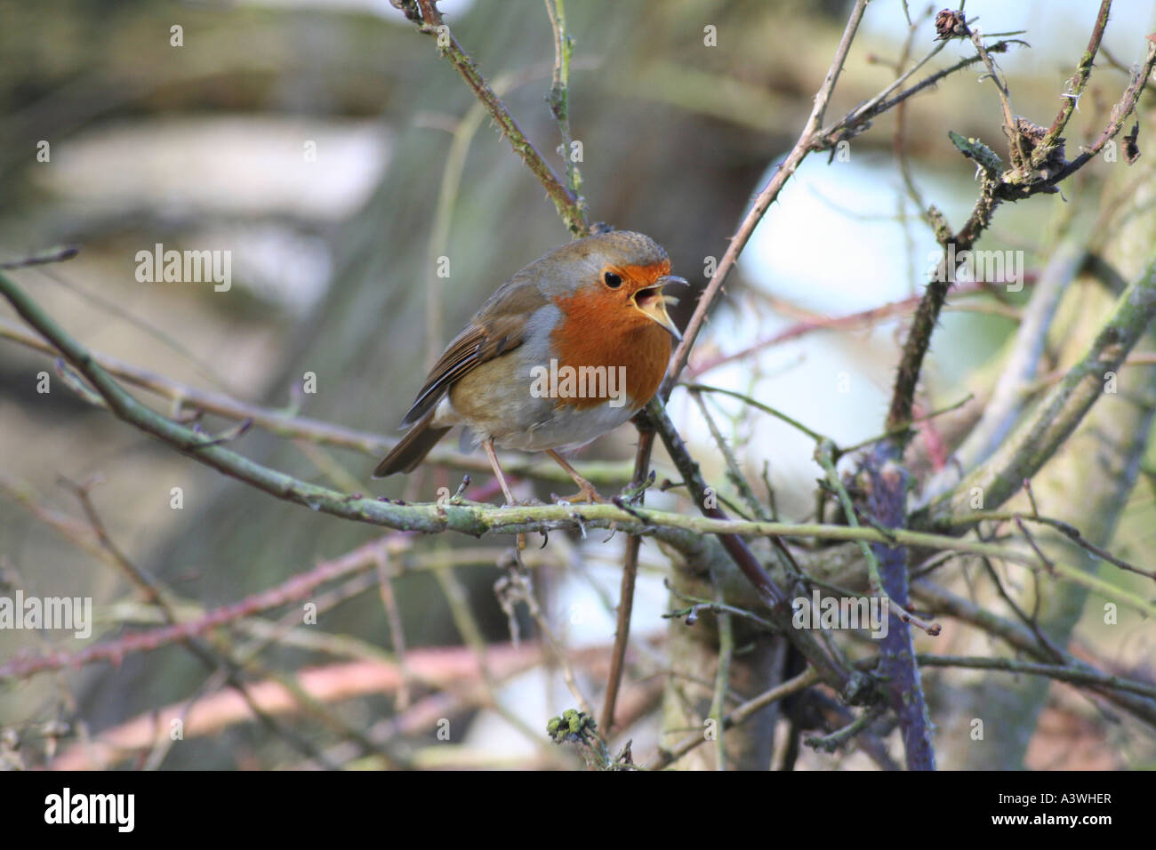 A Robin singing Stock Photo - Alamy