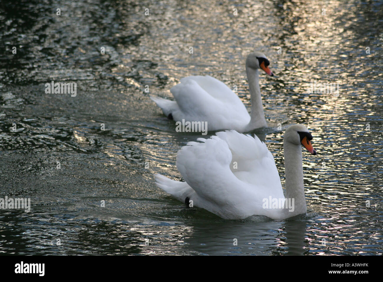 Two Mute Swans at sunset Stock Photo - Alamy