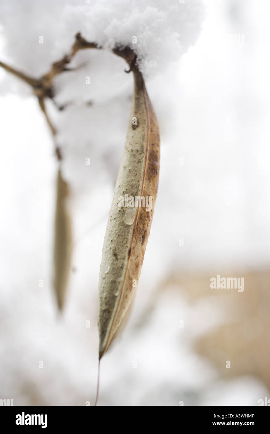 seed pod covered in snow Stock Photo - Alamy