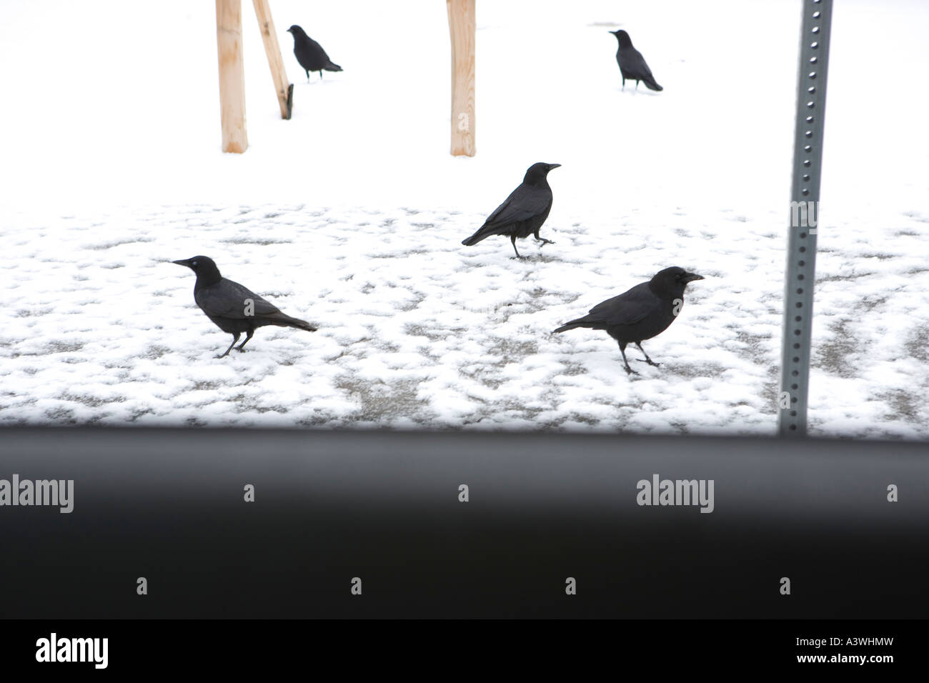 crows in snow Stock Photo - Alamy
